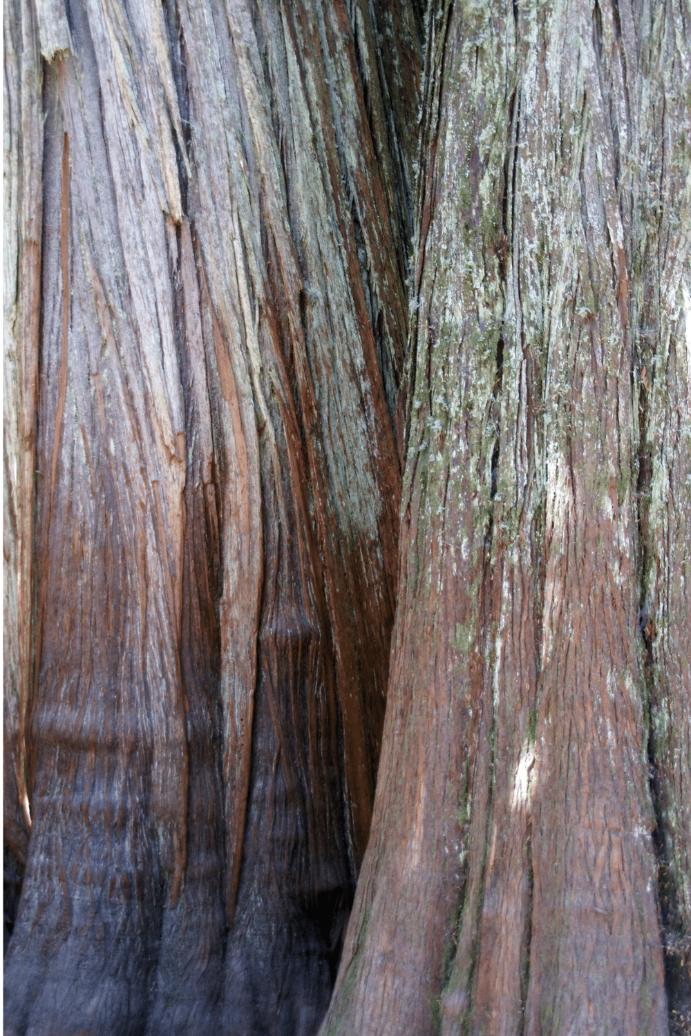 About Western Red Cedar (Thuja plicata) — Blacklotus Landscaping