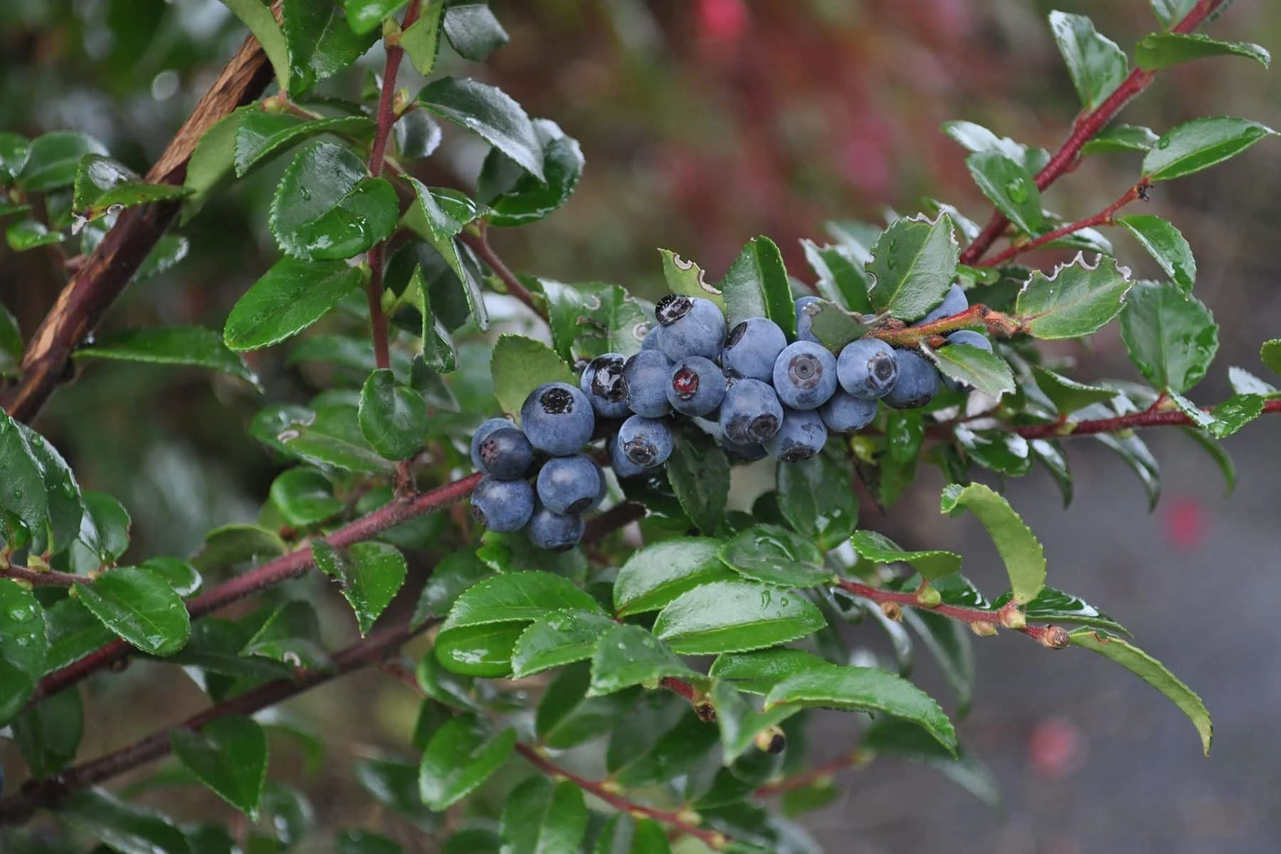 Evergreen Huckleberry (Vaccinium ovatum): PNW Native Plant — Blacklotus ...