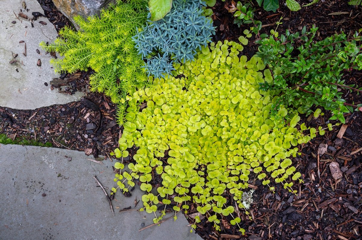 Landscape Planting Beds — Blacklotus Landscaping