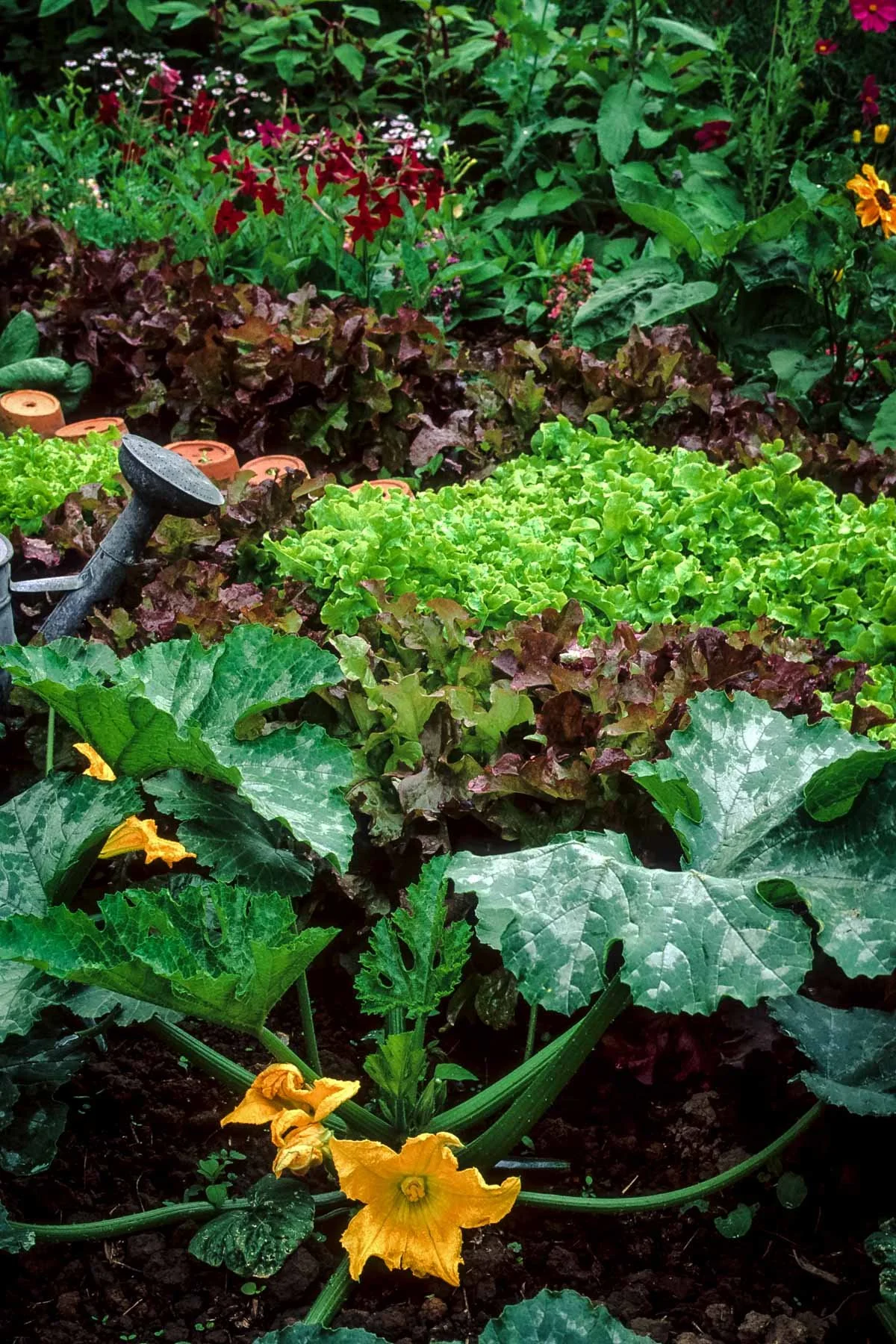 What Is Syntropic Farming? — Blacklotus Landscaping
