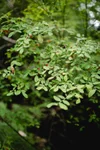 All About Red Huckleberry (Vaccinium parvifolium) — Blacklotus Landscaping