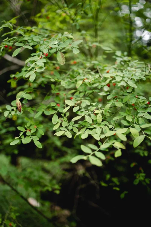 All About Red Huckleberry (Vaccinium parvifolium) — Blacklotus Landscaping