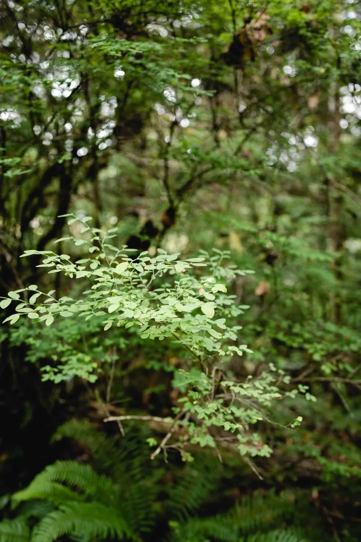 All About Red Huckleberry (Vaccinium parvifolium) — Blacklotus Landscaping