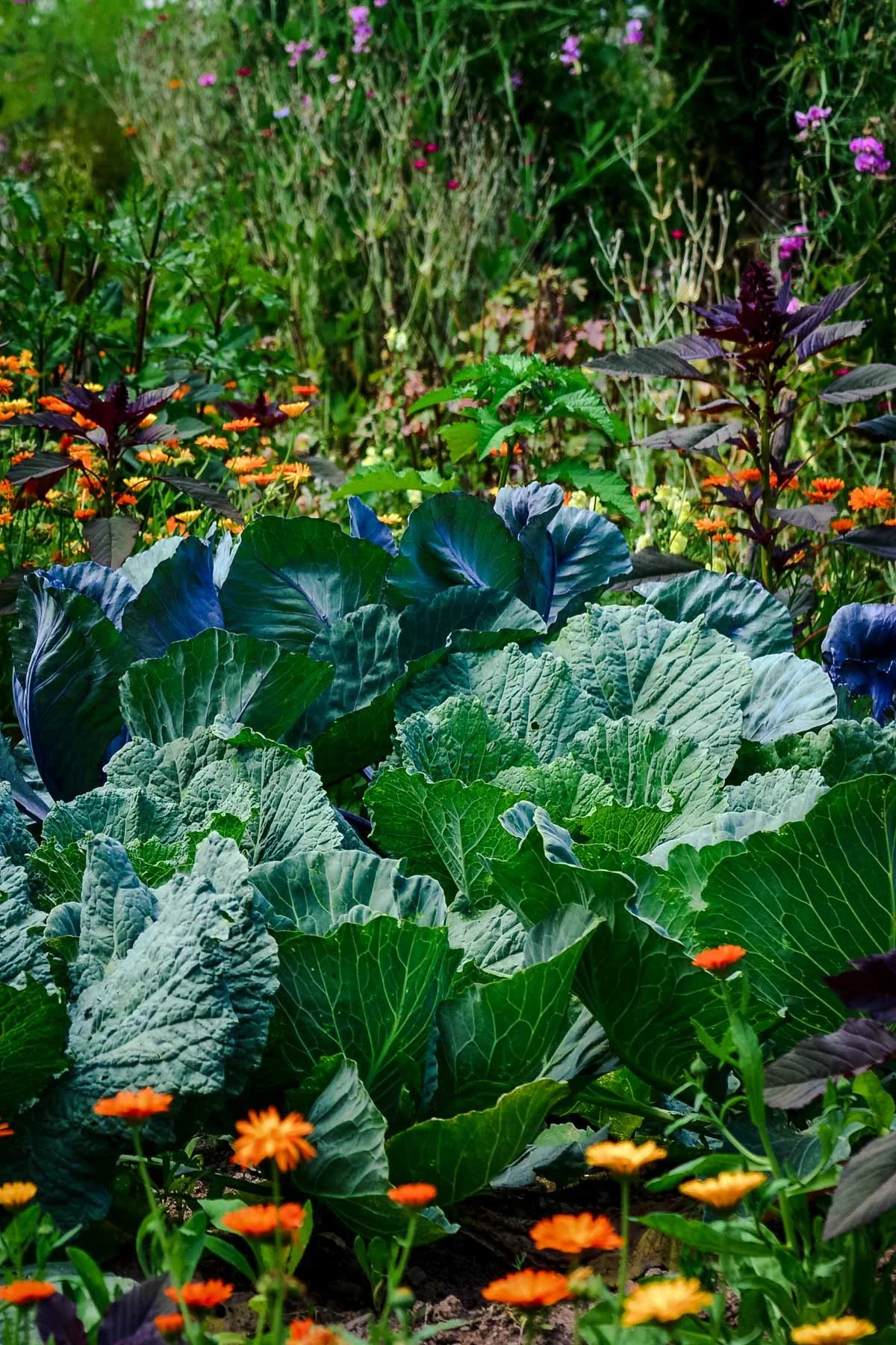 What Is Syntropic Farming? — Blacklotus Landscaping