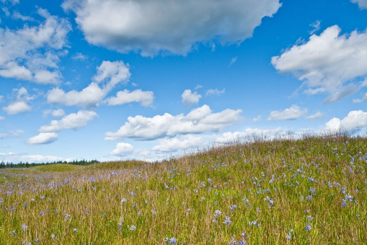 How to Replace Your Lawn with a Native Prairie Meadow — Blacklotus ...