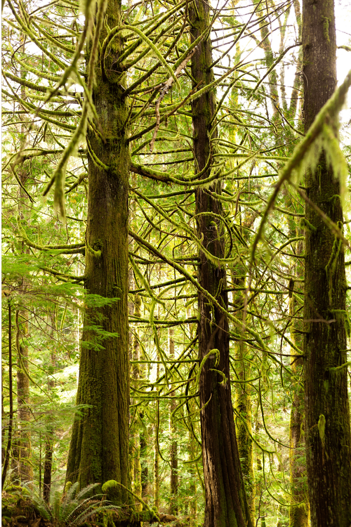 About Western Red Cedar (Thuja plicata) — Blacklotus Landscaping