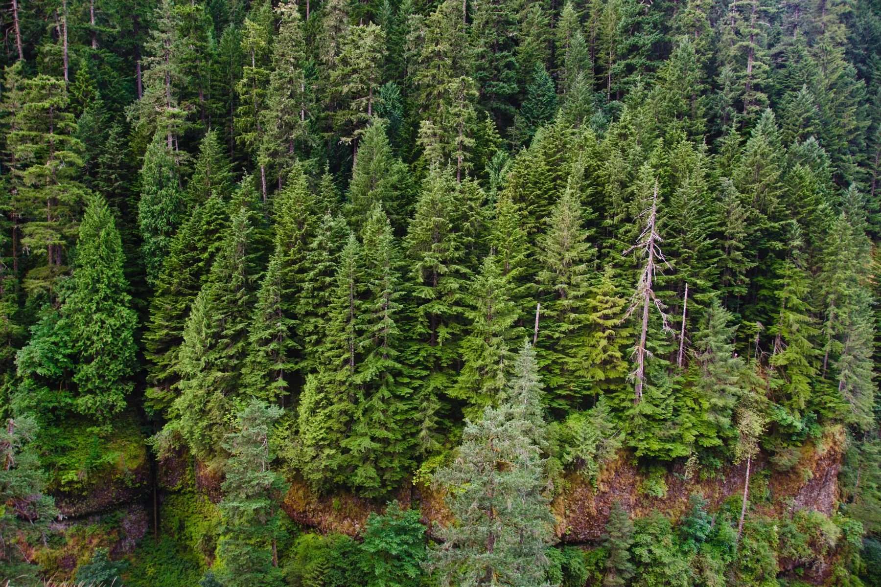 Native Plants of the PNW — Blacklotus Landscaping