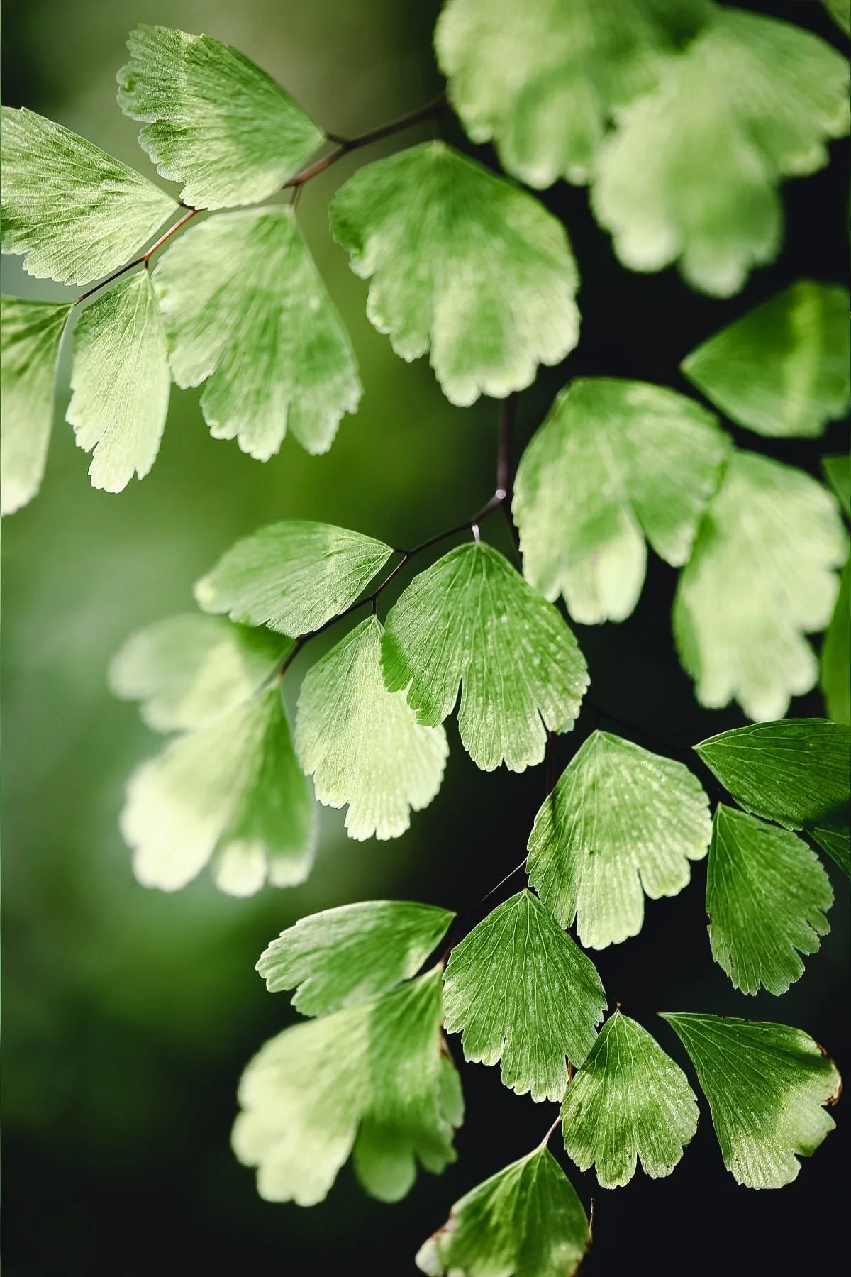 How To Grow & Care For Maidenhair Fern (adiantum pedantum) — Blacklotus ...