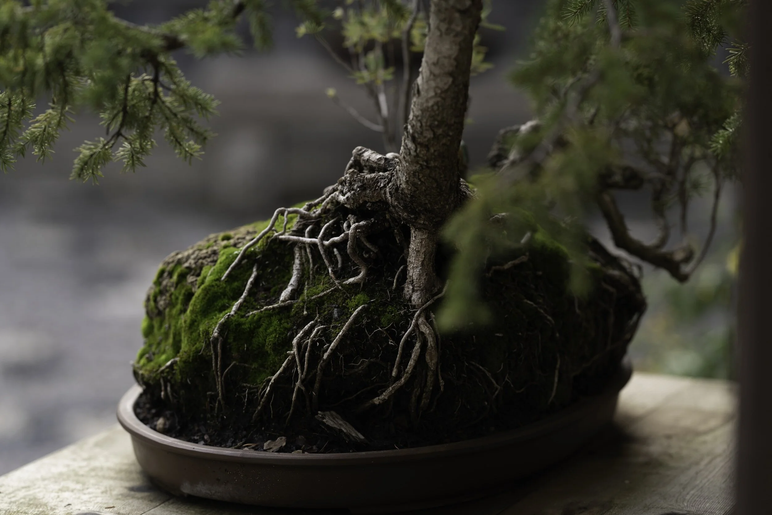 KOMOREBI BONSAI