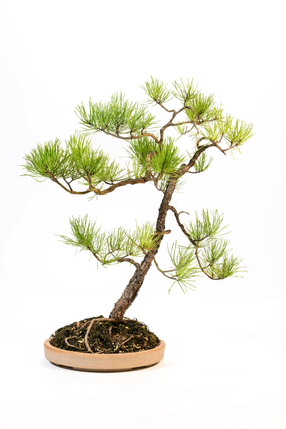 Tree Gallery — KOMOREBI BONSAI