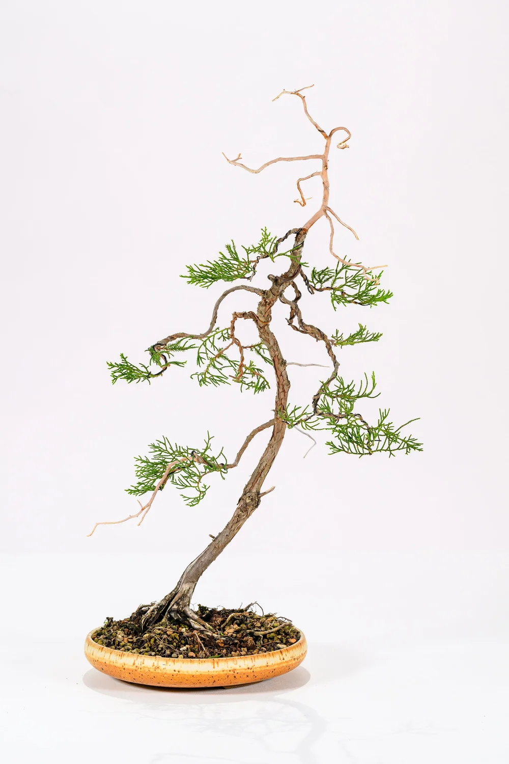 Eastern Red Cedar — KOMOREBI BONSAI
