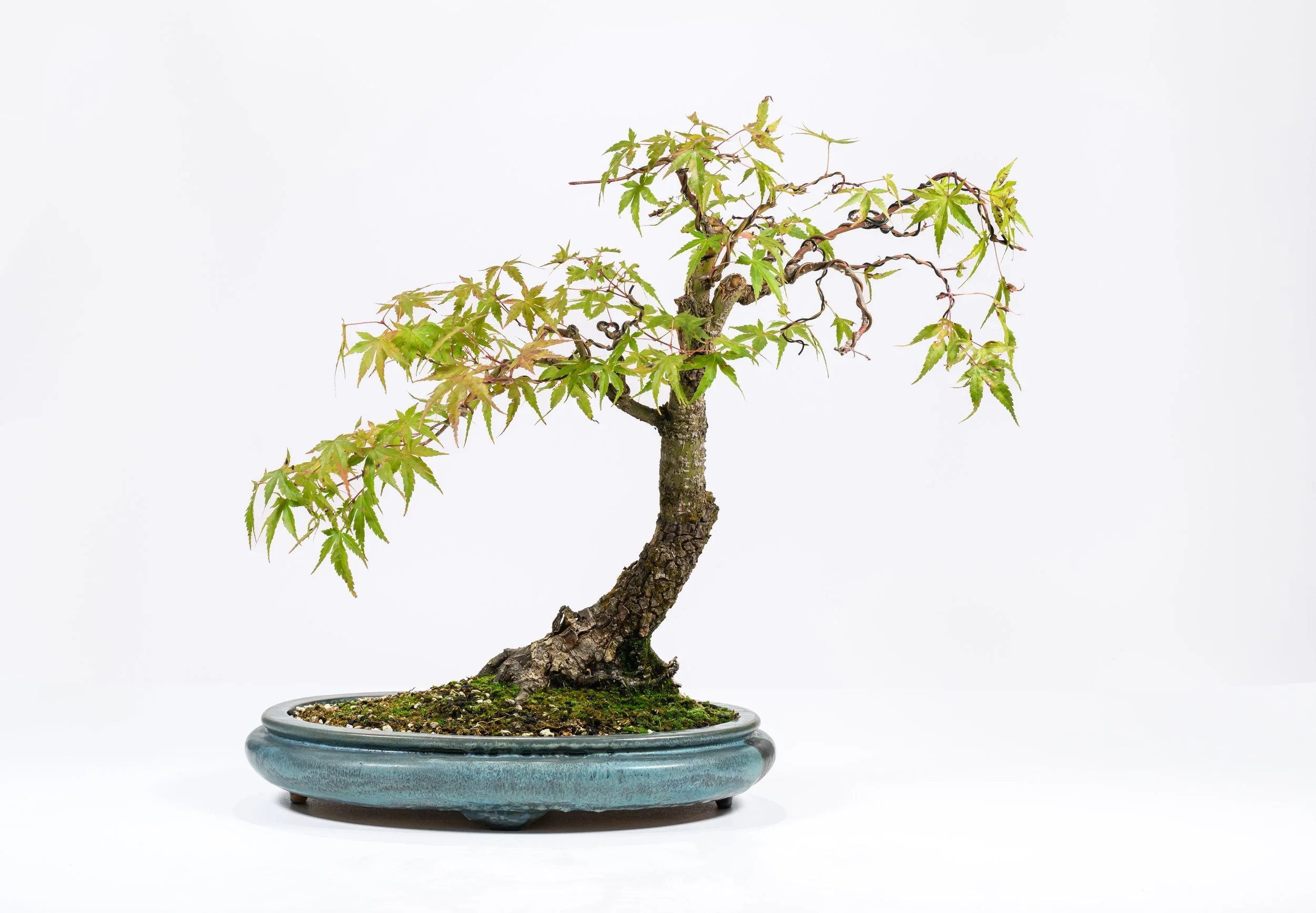 Japanese Maple #2 — KOMOREBI BONSAI