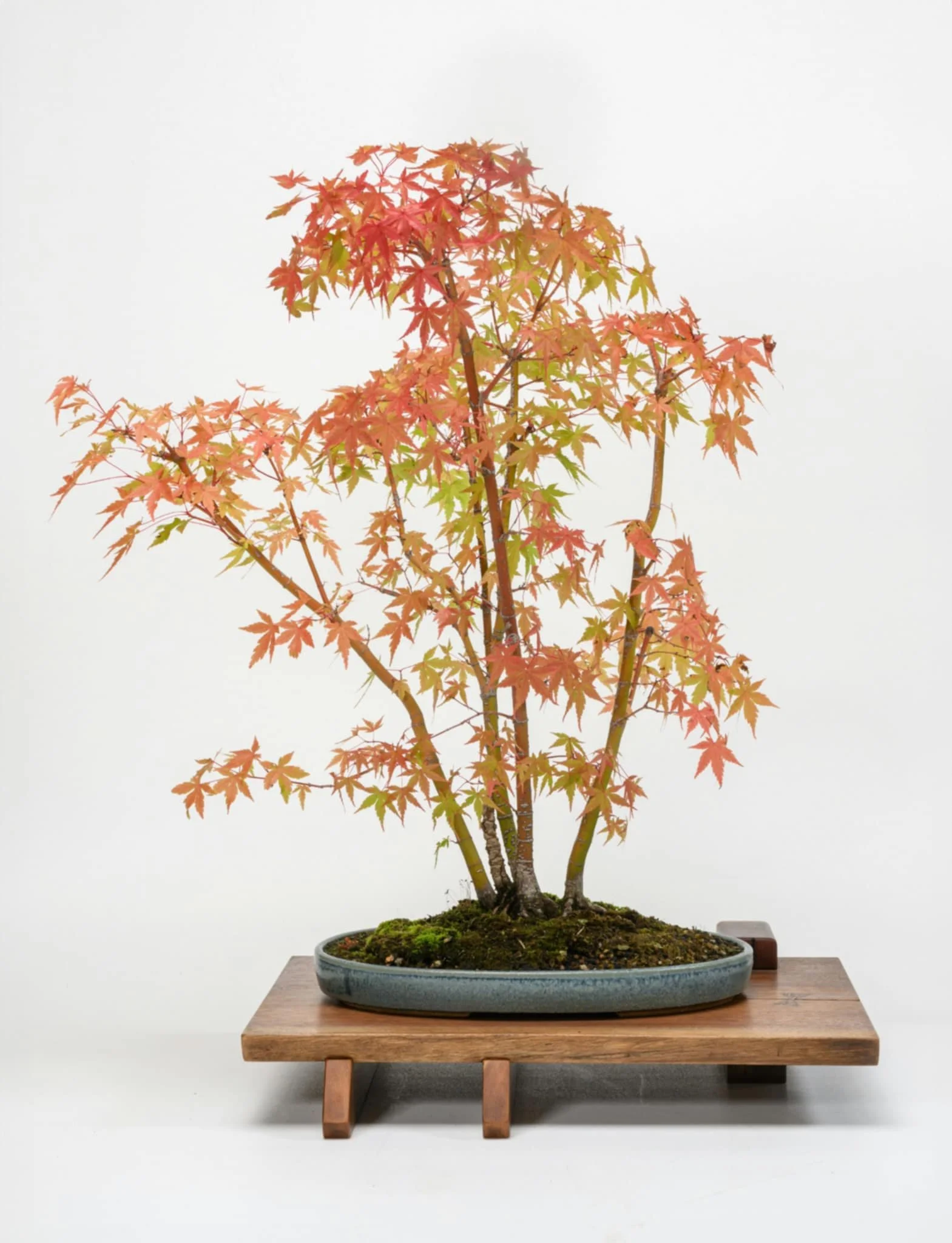 Japanese Maple #7 — KOMOREBI BONSAI