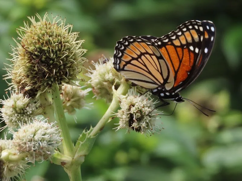 Photos — Great Rivers Chapter Missouri Master Naturalists