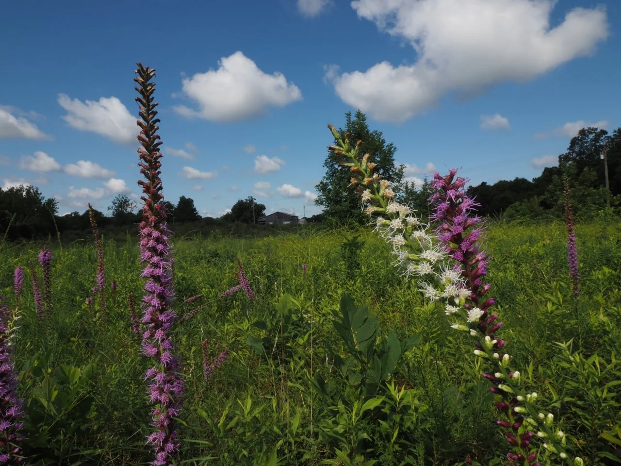 Chaparral Prairie — Arc of Appalachia