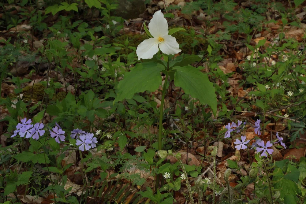 Gladys Riley — Arc of Appalachia