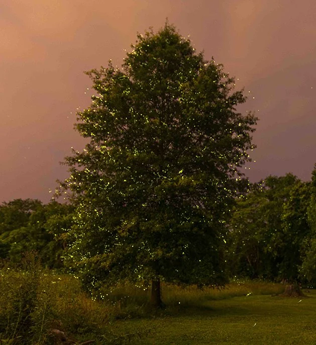 Fireflies Field Trips — Arc of Appalachia