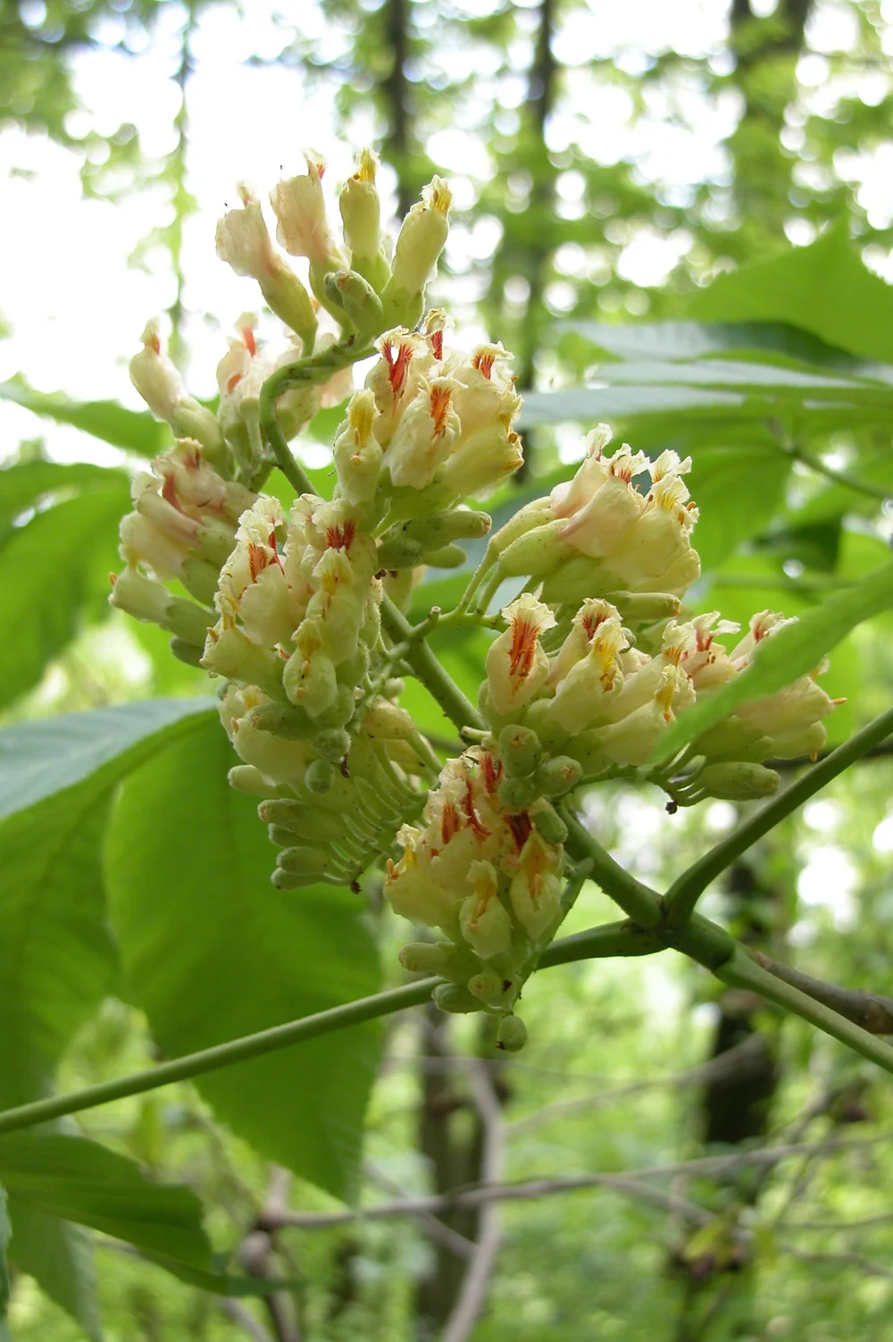 Gladys Riley — Arc of Appalachia