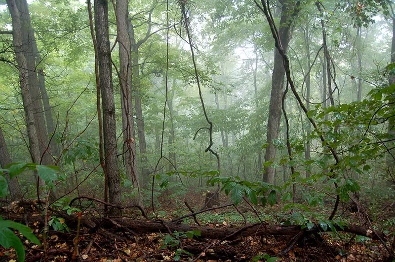 Spruce Hill — Arc of Appalachia
