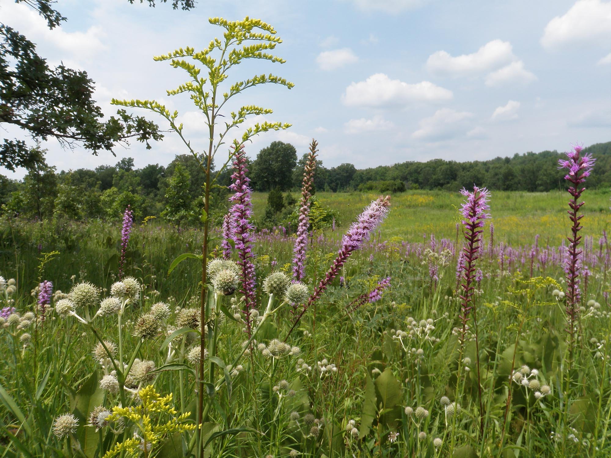 Chaparral Prairie — Arc of Appalachia