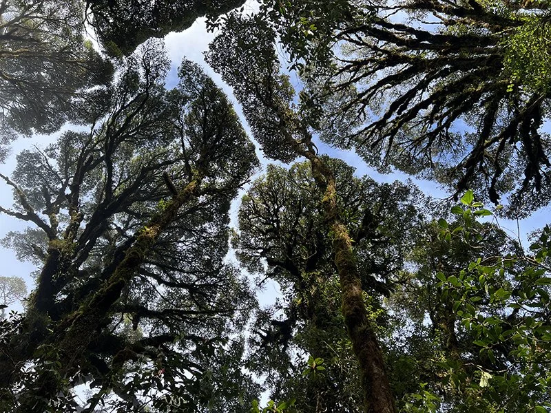 The Cloud Forest — Arc of Appalachia