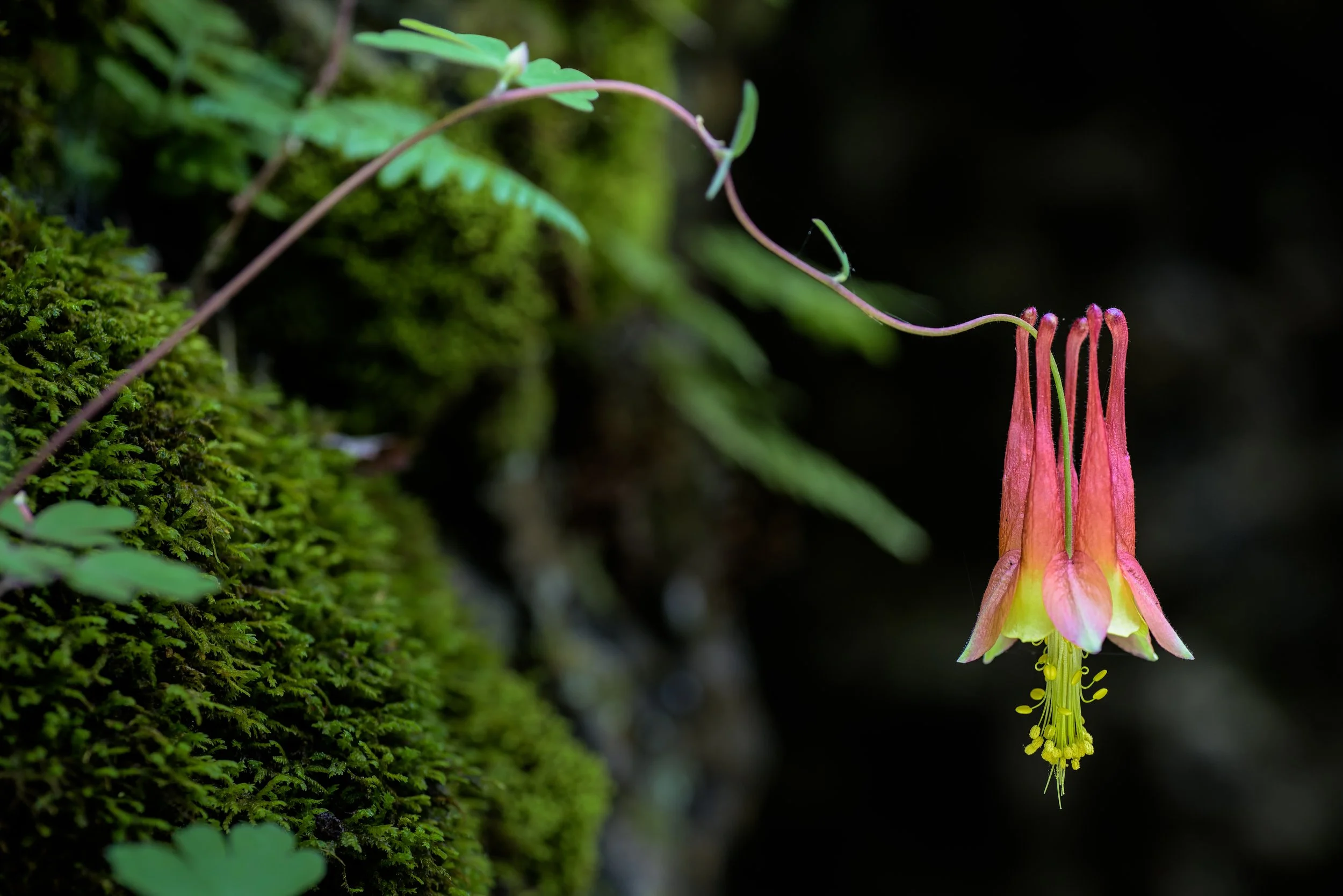 Highlands Nature Sanctuary — Arc of Appalachia