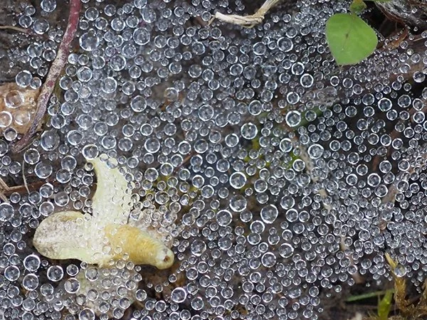 Plum Run — Arc of Appalachia