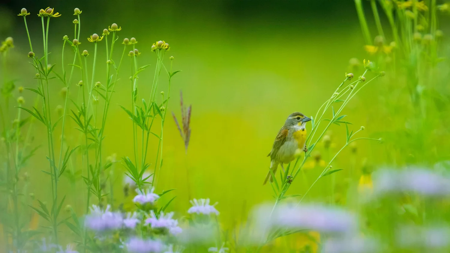 Junction Earthworks — Arc of Appalachia