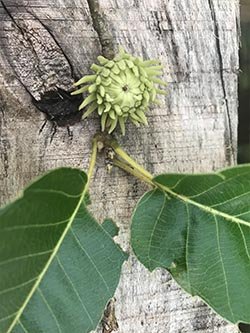 Tree People Field Trips — Arc of Appalachia