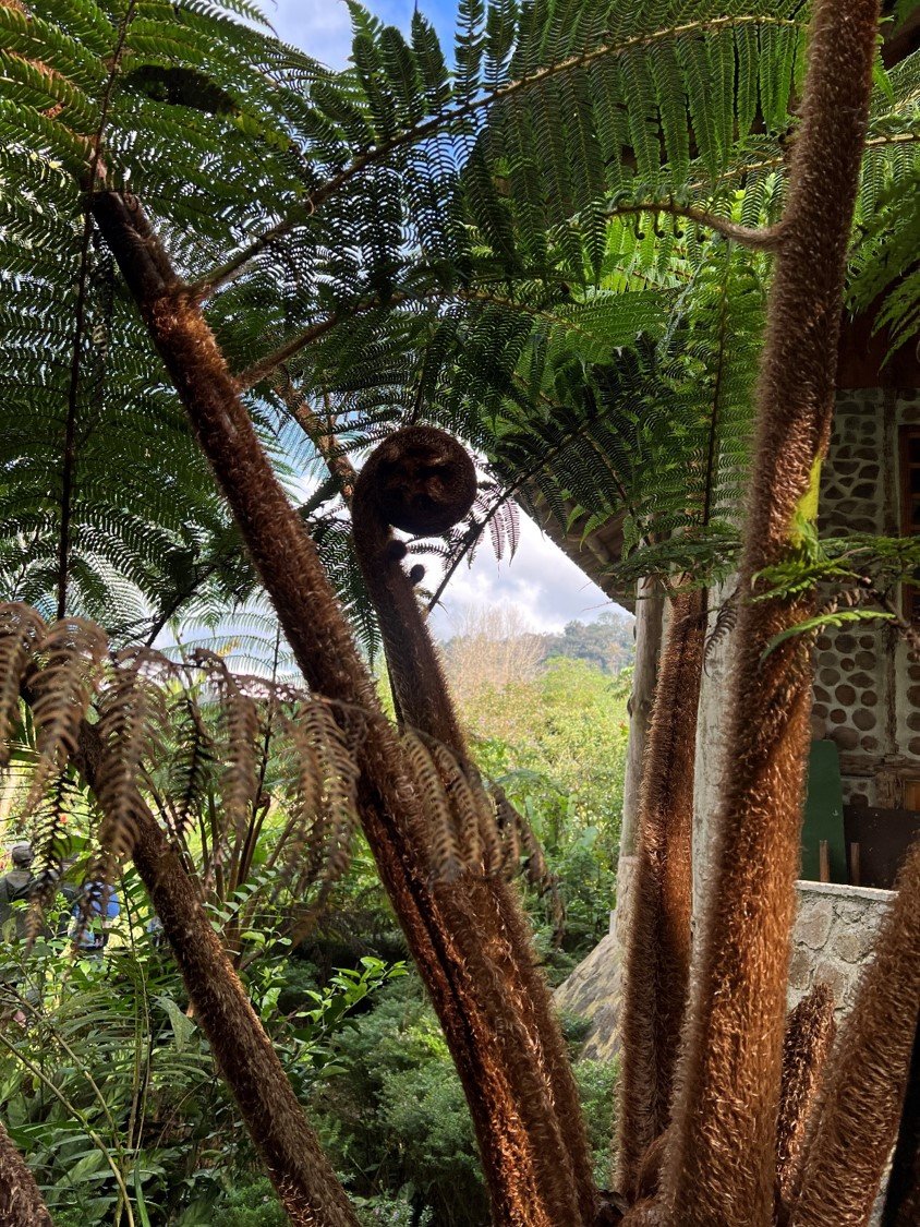 The Cloud Forest — Arc of Appalachia