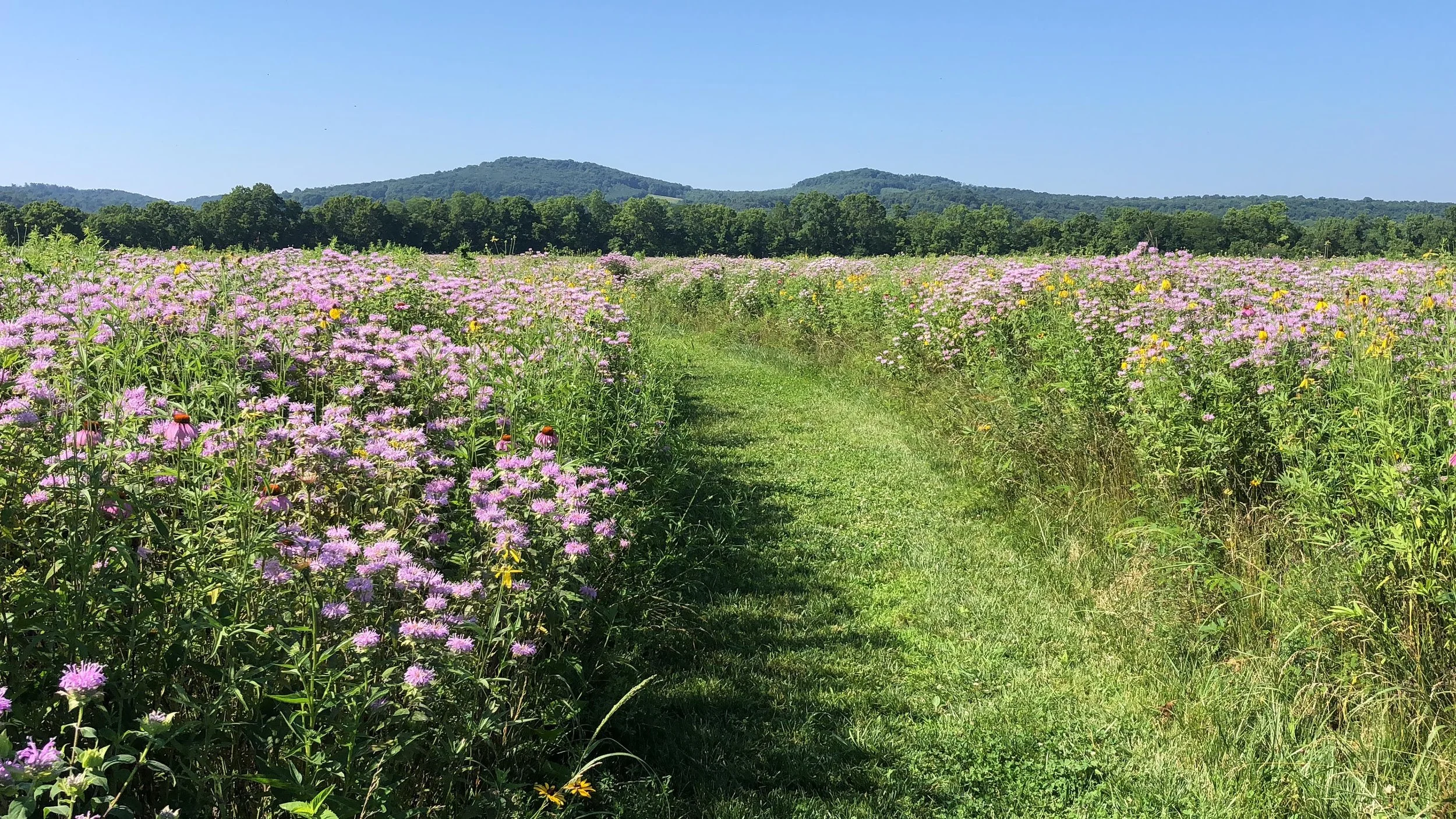Junction Earthworks — Arc of Appalachia