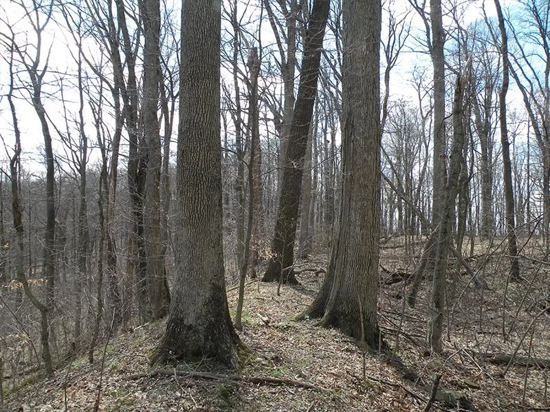 Fort Hill — Arc of Appalachia