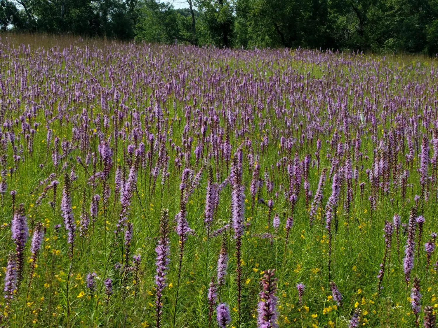 Chaparral Prairie — Arc of Appalachia