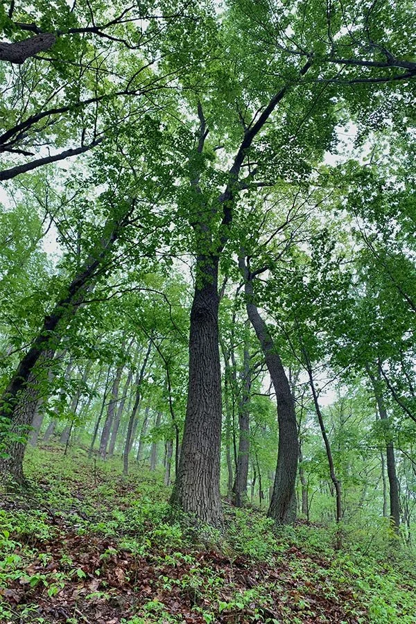 Gladys Riley — Arc of Appalachia