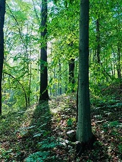 Tree People Field Trips — Arc of Appalachia