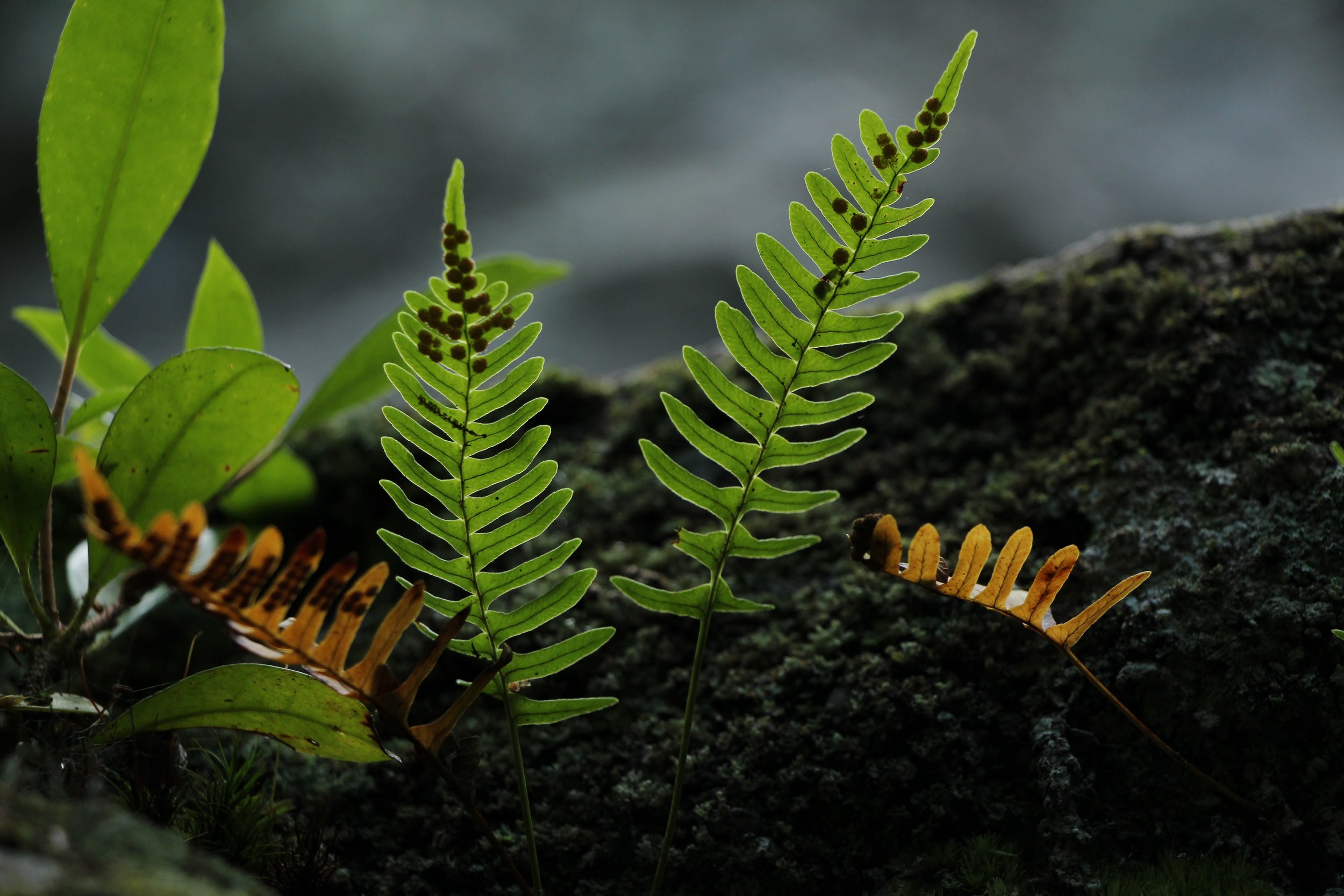 Ferns Schedule — Arc of Appalachia