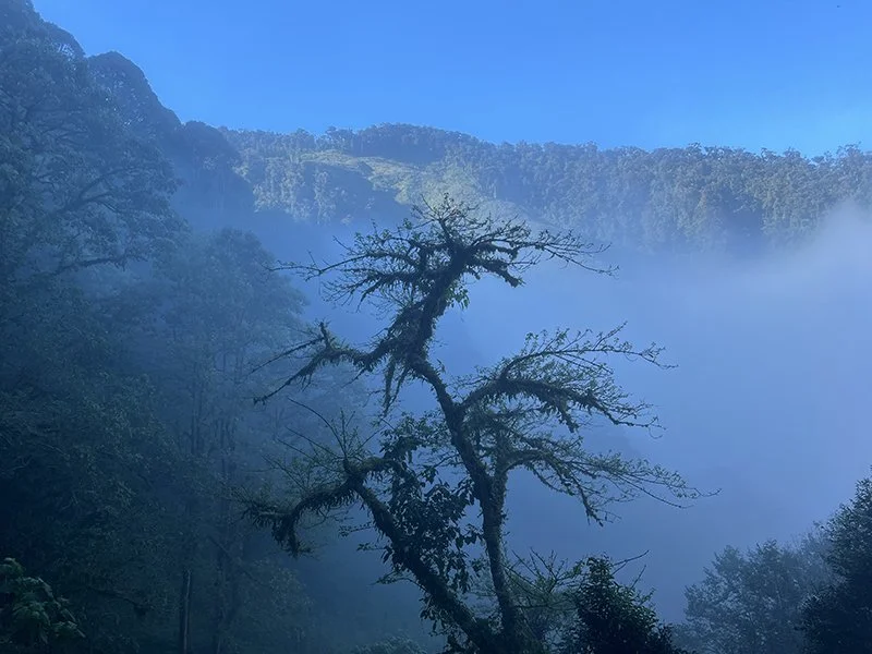 The Cloud Forest — Arc of Appalachia