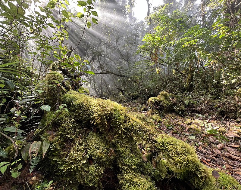 The Cloud Forest — Arc of Appalachia