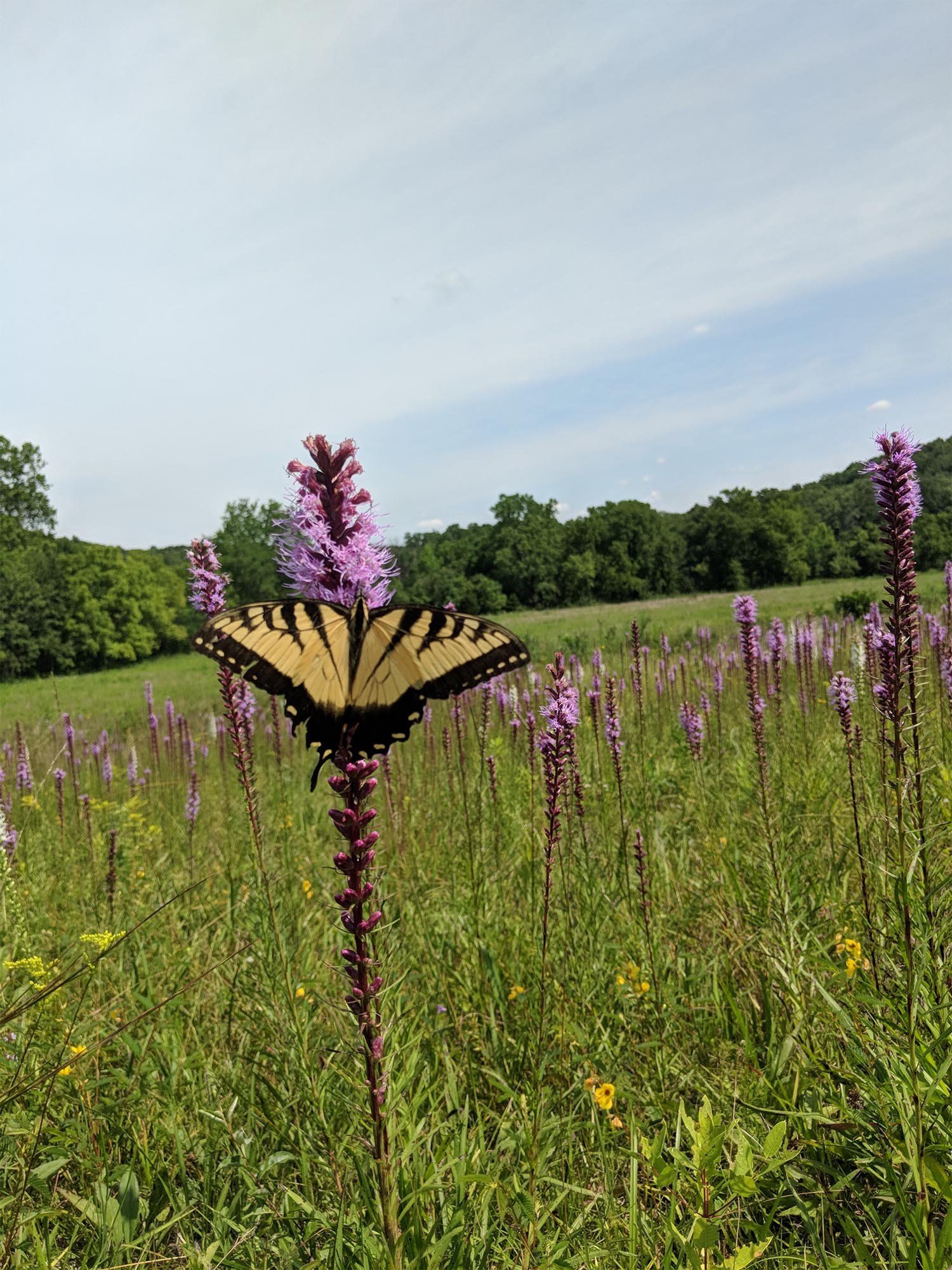 Chaparral Prairie — Arc of Appalachia