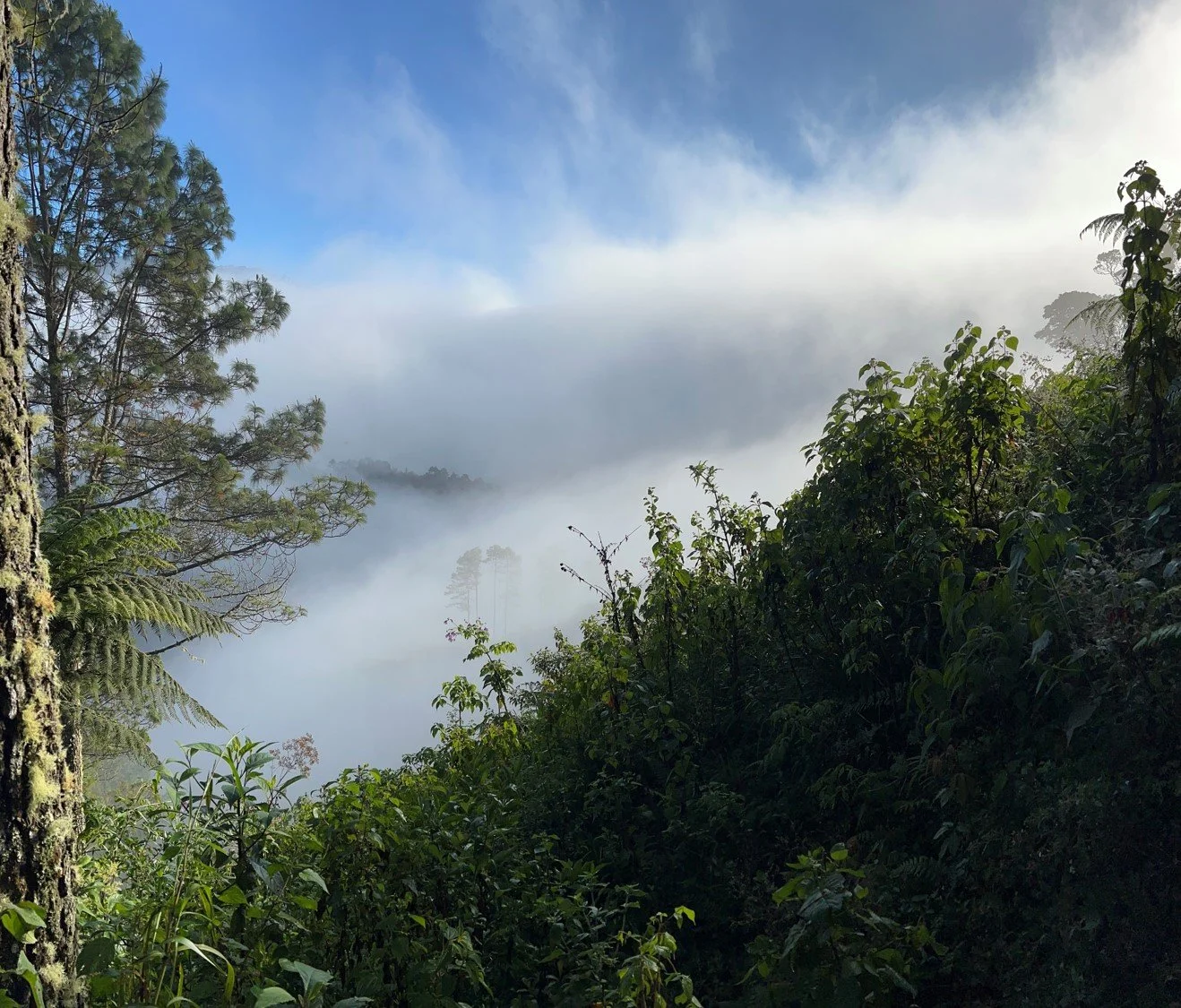 The Cloud Forest — Arc of Appalachia