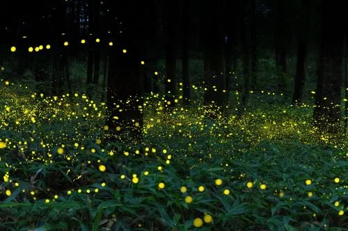 Fireflies Schedule — Arc of Appalachia