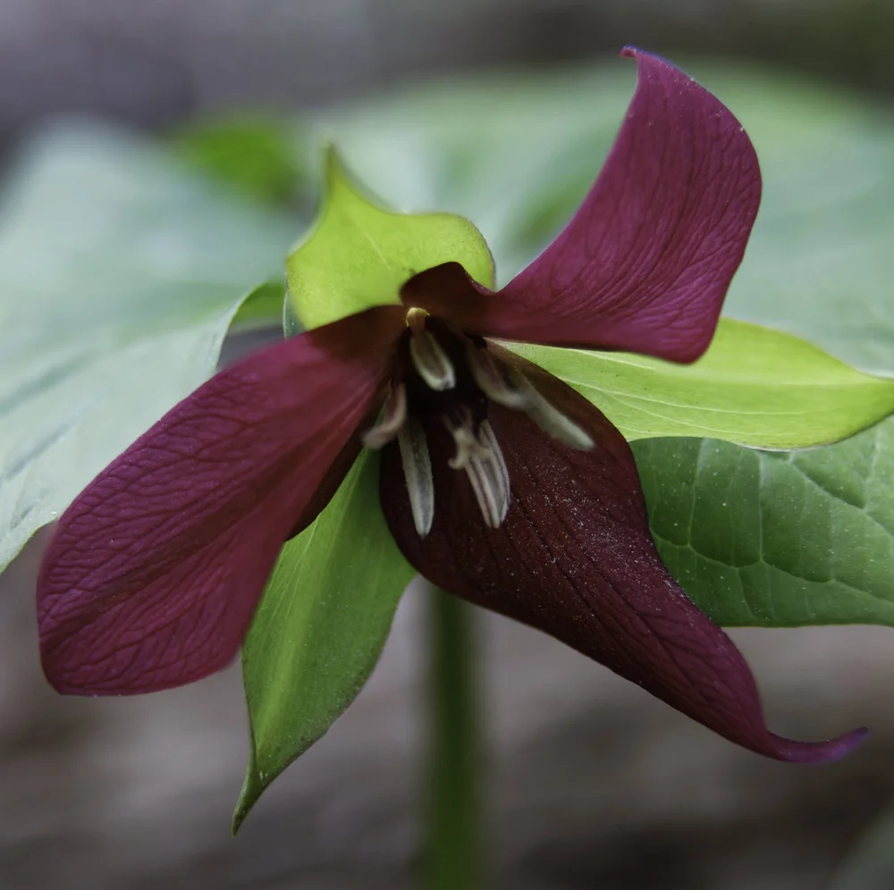 Rock Run Trails — Arc of Appalachia