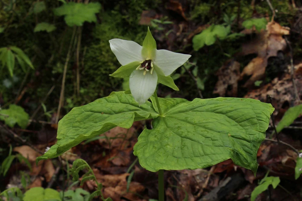 Ohio Hanging Rock — Arc of Appalachia