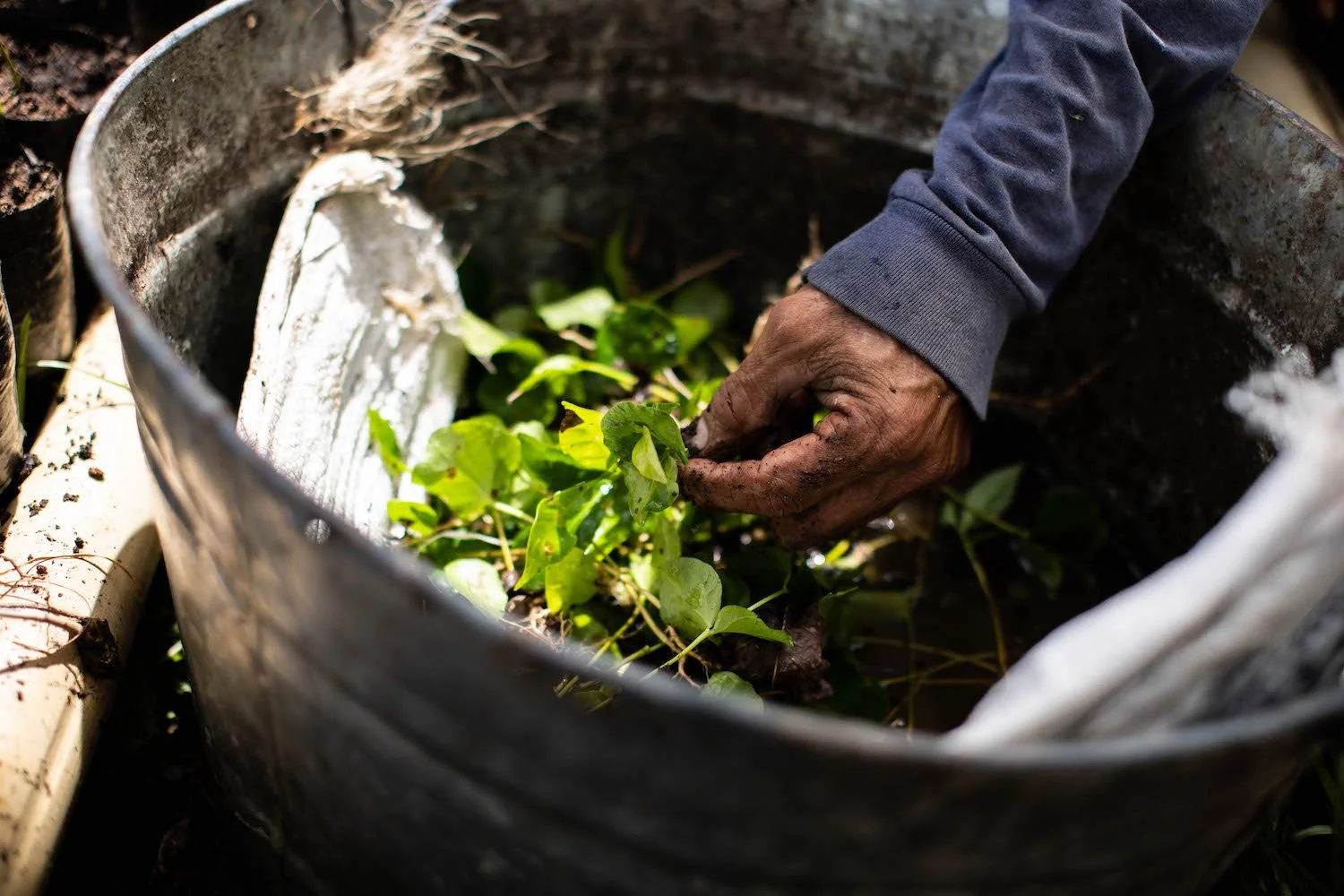 Innovation at Origin: Unlocking the Magic of Carbonic Maceration ...