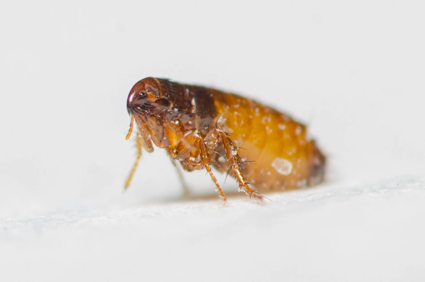 Services 1 — Hansen MVP Lab at NMSU