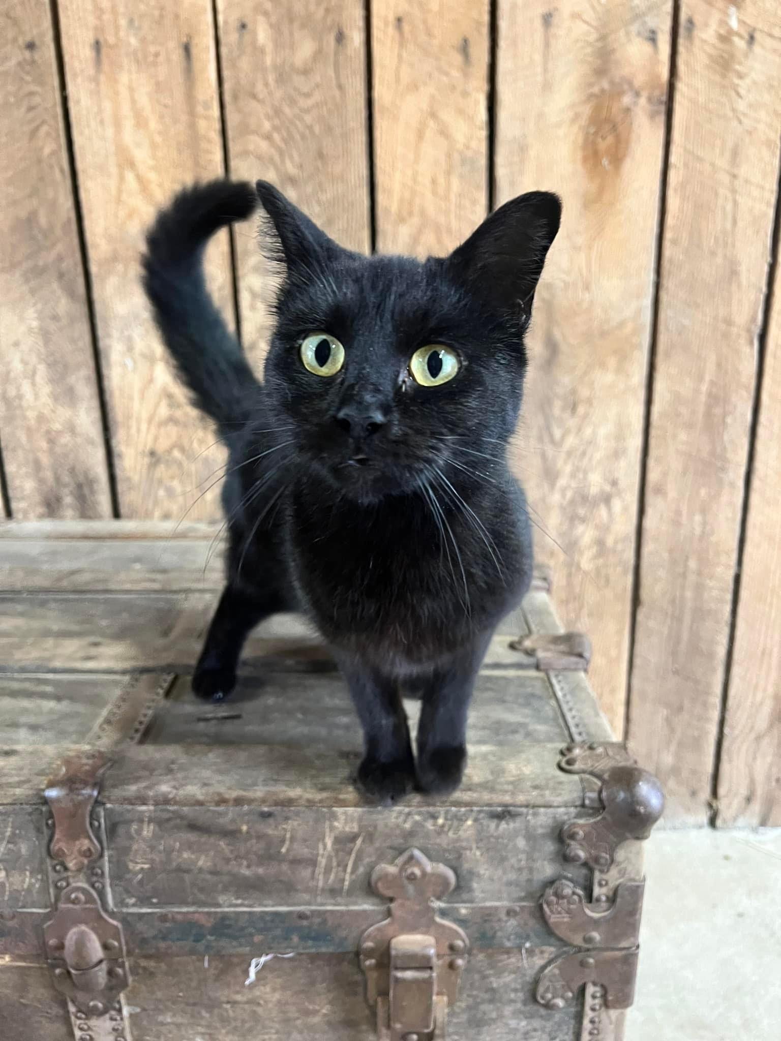 Black Cat Animal Rescue