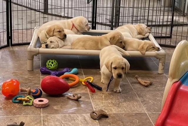 About our Puppies — Sunny Creek Labs