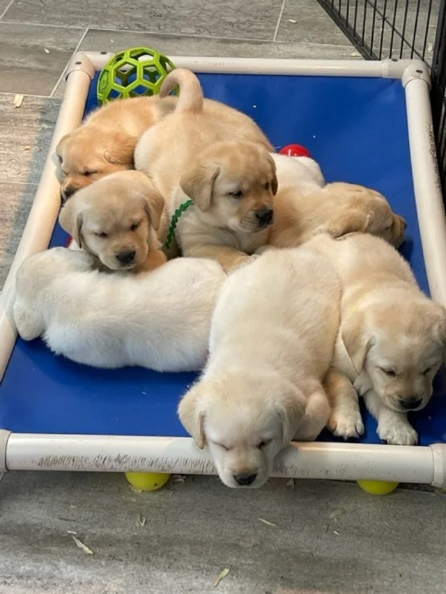 About our Puppies — Sunny Creek Labs
