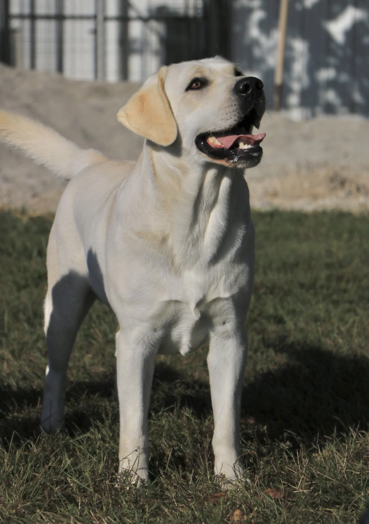 Our Girls — Sunny Creek Labs
