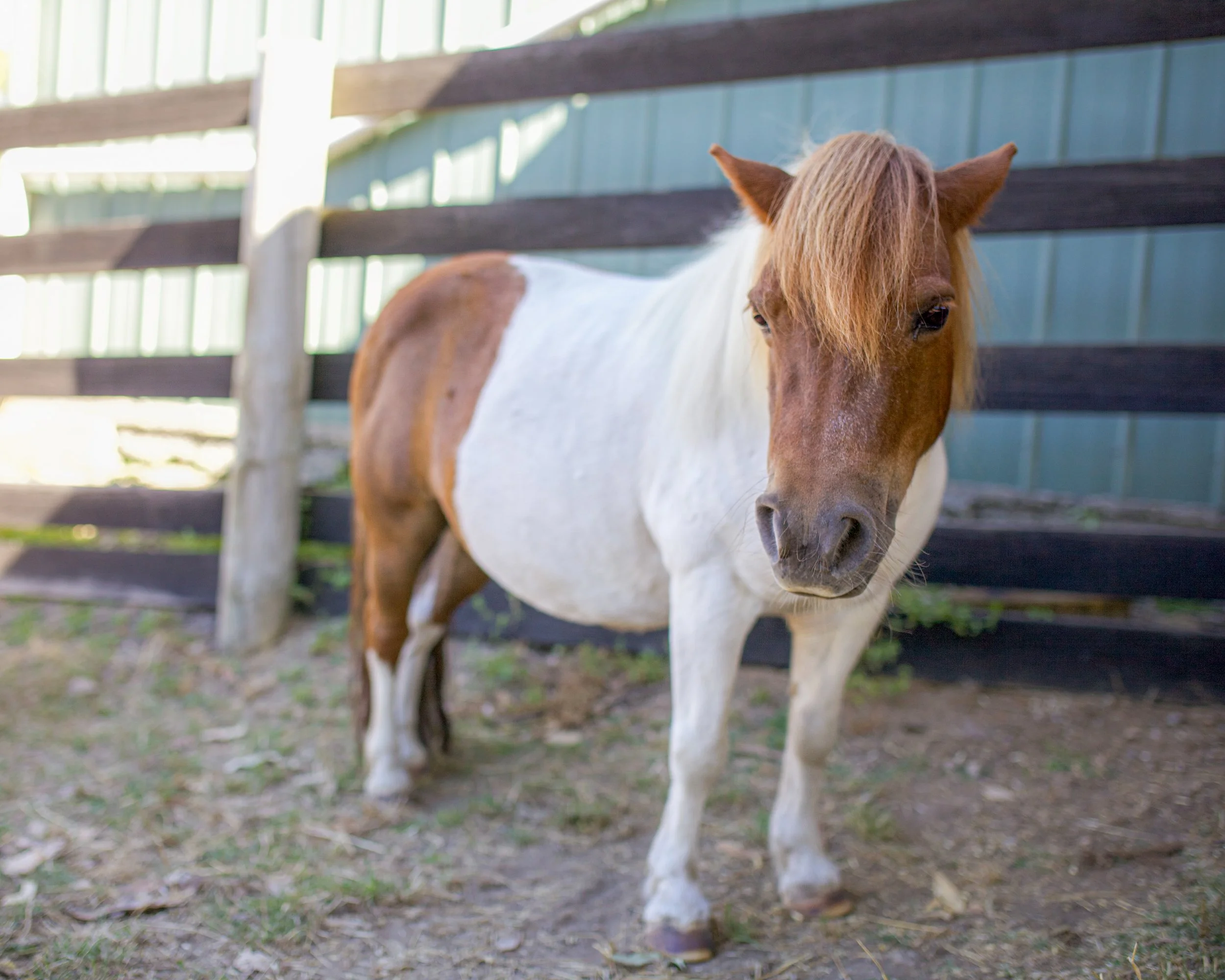 Stable Minds Equine Assisted Psychology